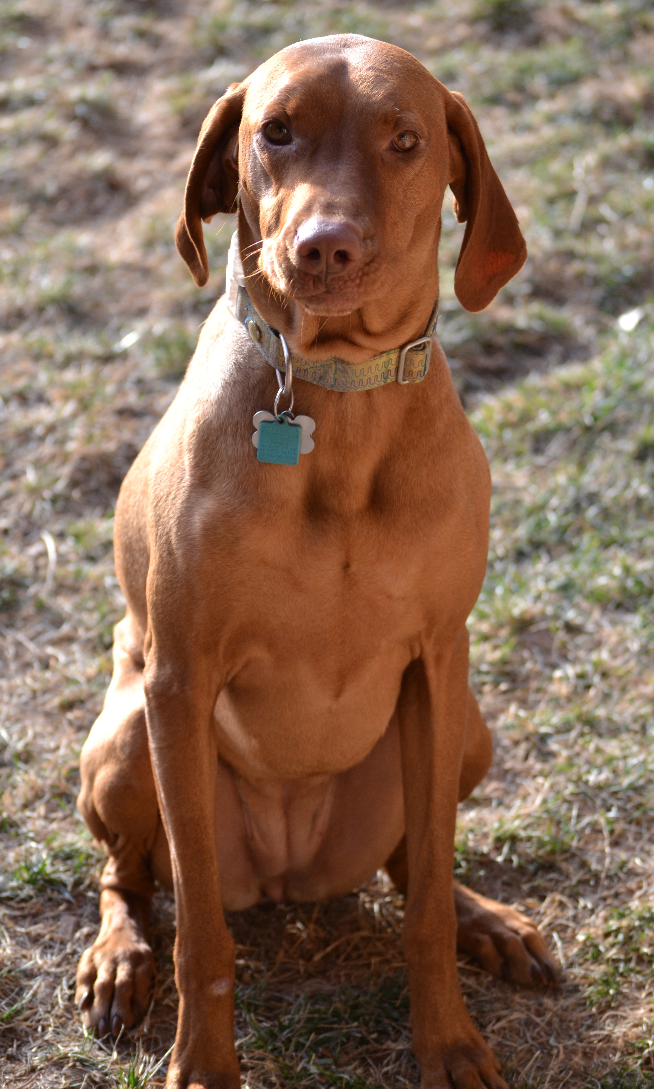 DSC_0754 | barque & bite